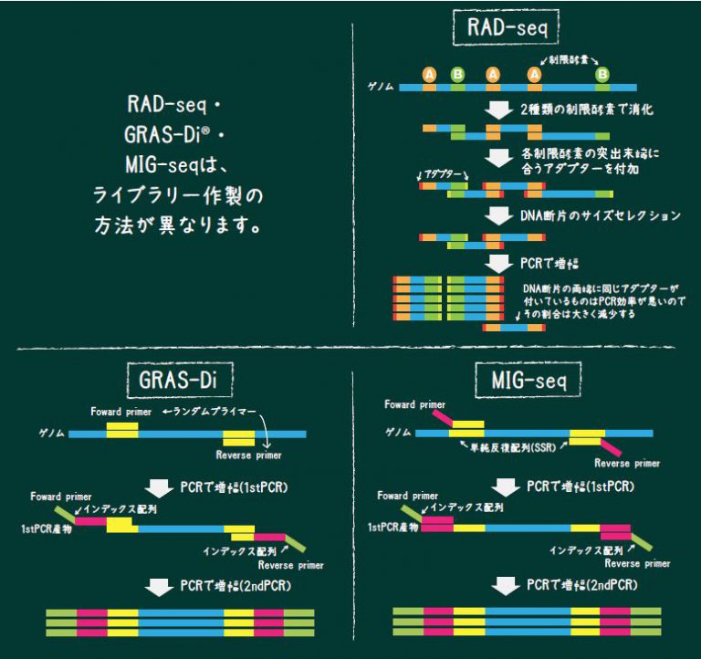 GRAS-Di®解析・MIG-seq解析・RAD-seq解析 | 株式会社生物技研